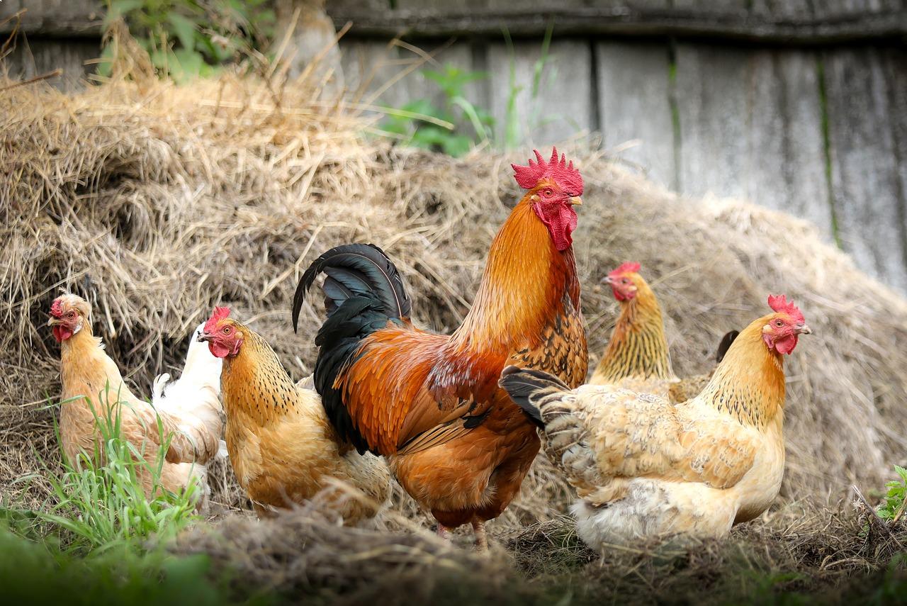 Poultry producer put up for sale