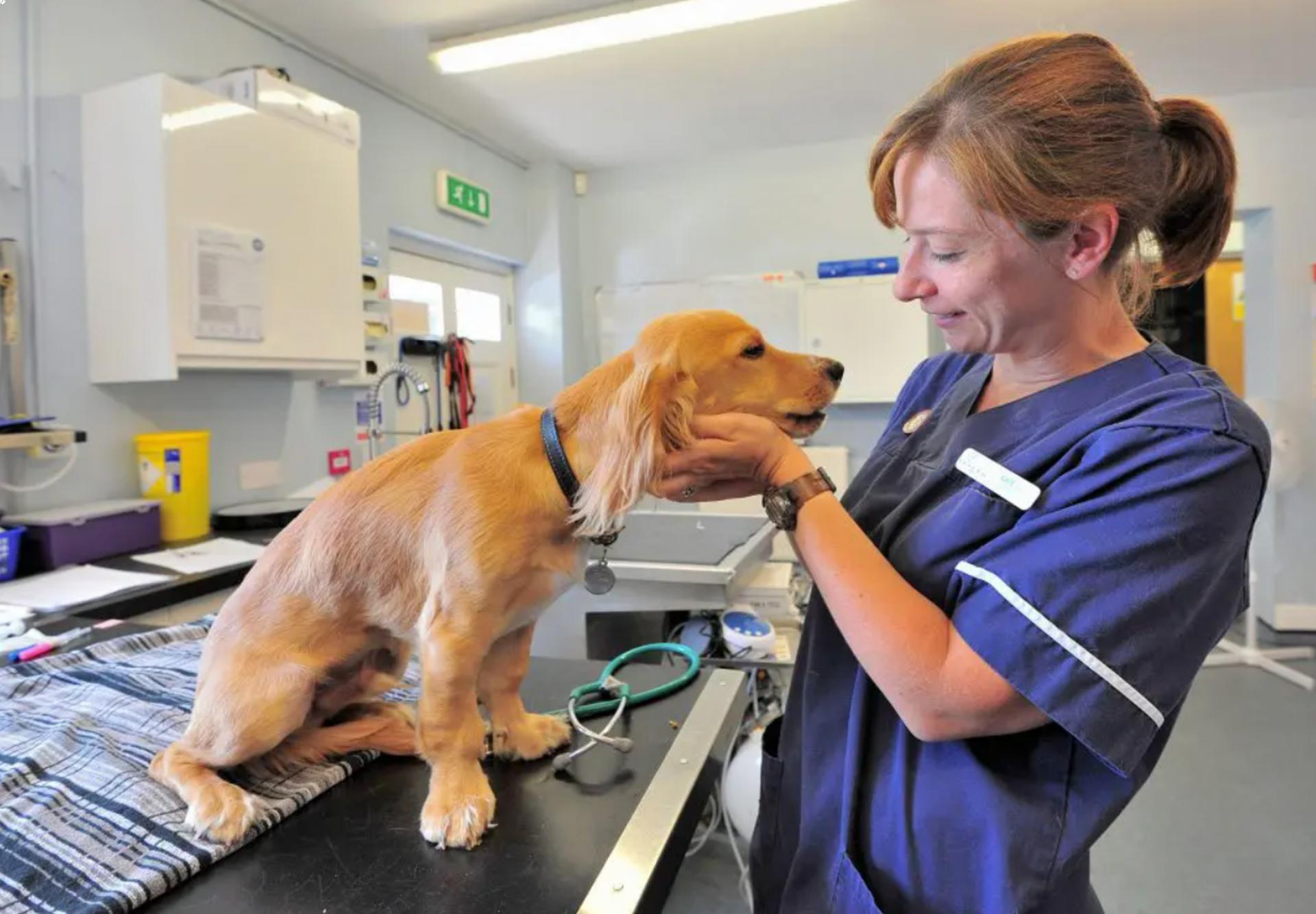 UK vet group continues M&A-driven international expansion